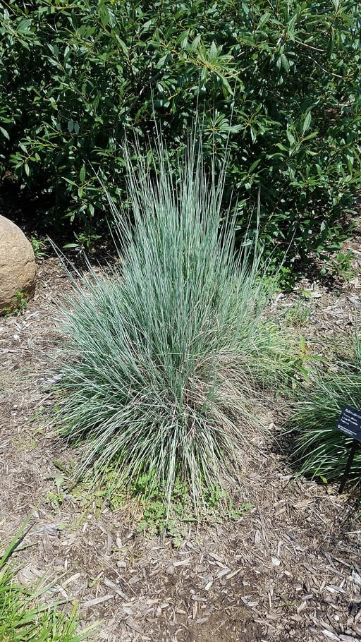 9 Best Ohio Native Plants For Commercial Properties